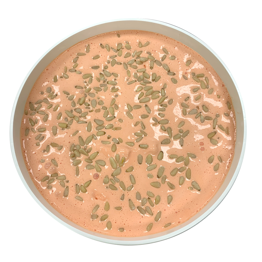 Pine Nut (Piñon) - Ice Cream Flavors - Happy Sun Ice Cream